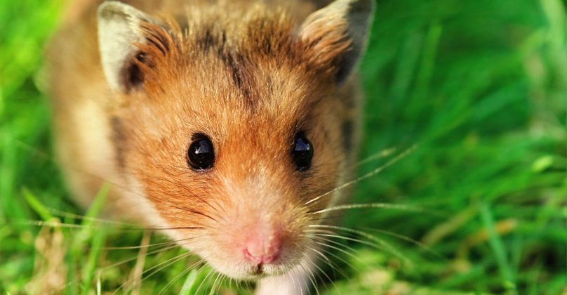 Hamster Mites - How To Spot Them And How To Treat Them