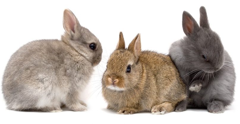 Netherland Dwarf Rabbit - A Complete Guide To A Tiny Breed