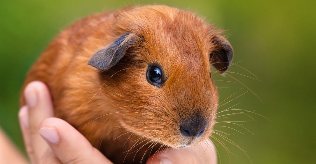 short haired guinea pig breeds