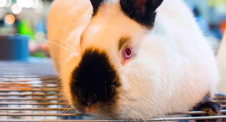 Conejos blancos y negros - Tu Guía Completa para el Cuidado y Felicidad ...