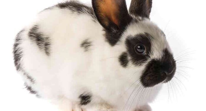 Black and White Rabbit Breeds Make The Best Pet Bunnies!