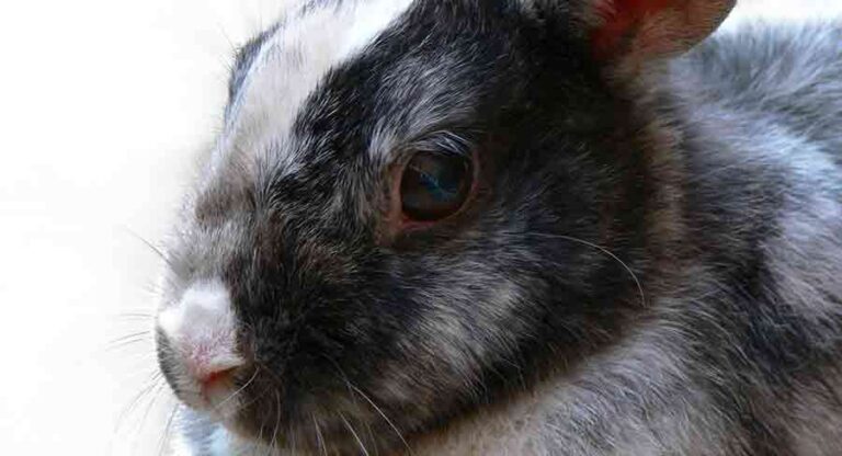 Black and White Rabbit Breeds Make The Best Pet Bunnies!