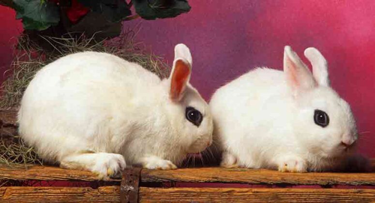 Conejos blancos y negros - Tu Guía Completa para el Cuidado y Felicidad ...