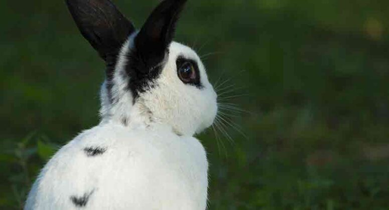 Conejos blancos y negros - Tu Guía Completa para el Cuidado y Felicidad ...