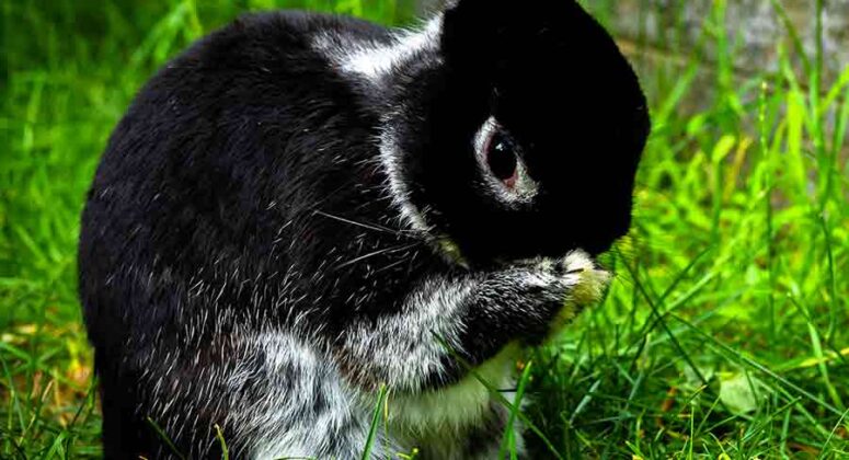 Conejos blancos y negros - Tu Guía Completa para el Cuidado y Felicidad ...