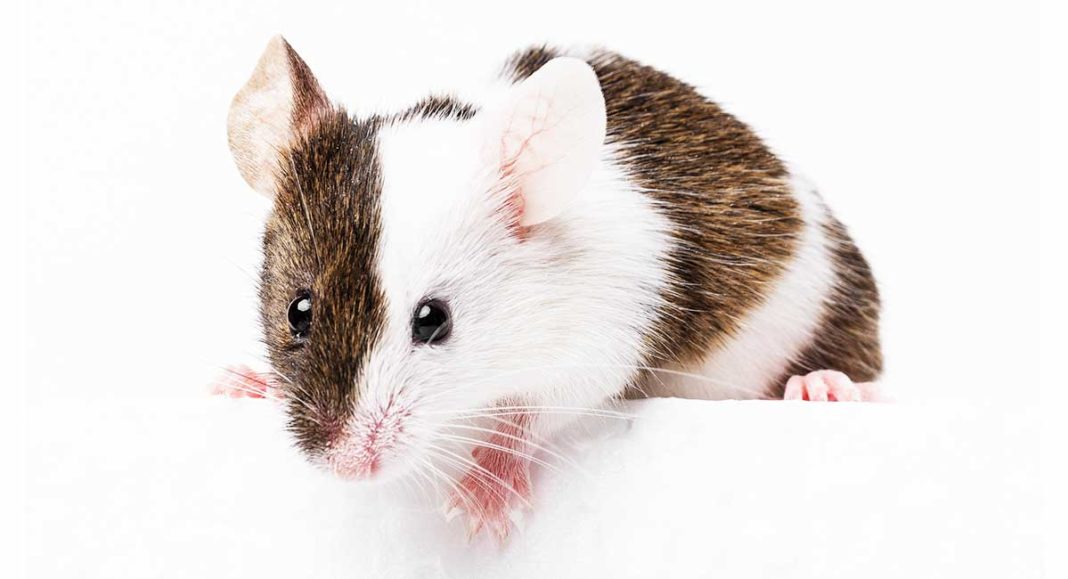 Pet Mice - A Complete Guide To Mice and Mouse Care