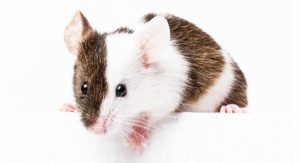 Pet Mice - A Complete Guide To Mice and Mouse Care