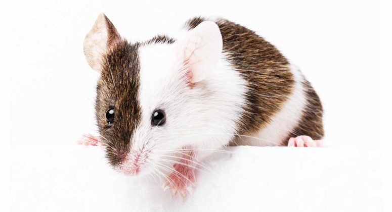 Pet Mice - A Complete Guide To Mice and Mouse Care