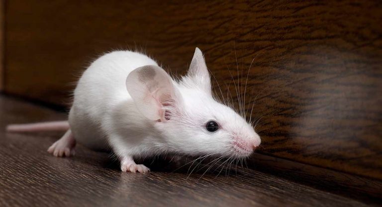 Best Mouse Cage - Choosing the Right Home for Your Mice