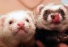 Ferret Names: Over 250 of the Best Names For Ferrets