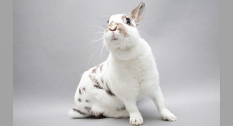 The Rex Rabbit - Helping You Decide If The Rex Rabbit Is Right For You