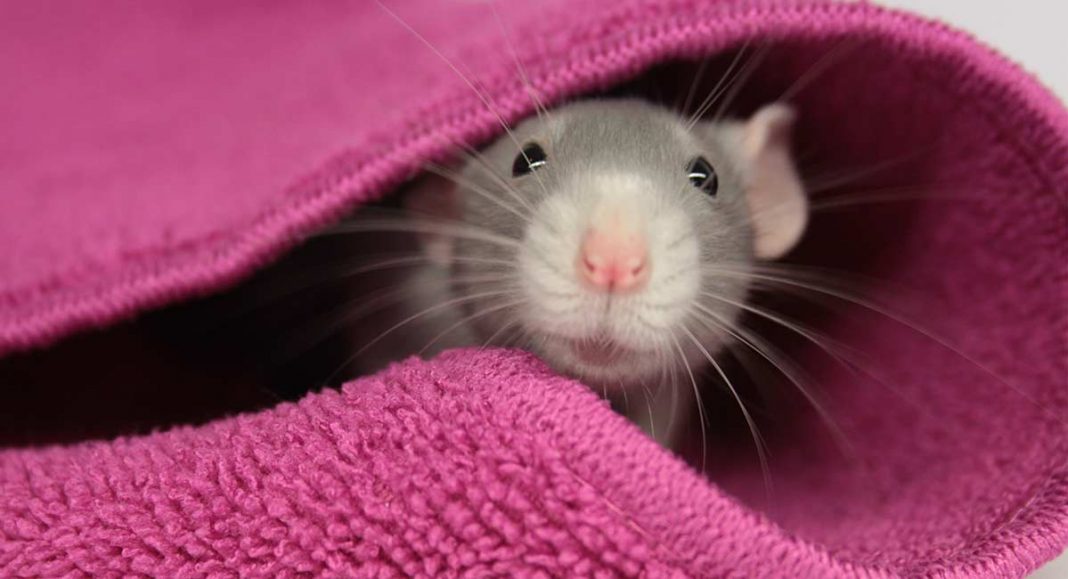 Can Rats Swim? What You Should Know Before Letting Your Pet Dive In