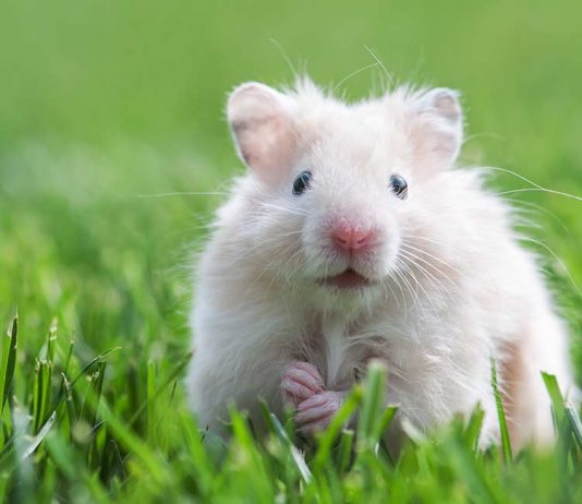 Hamsters Archives - Squeaks and Nibbles