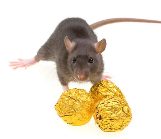 Pet Rats Archives - Squeaks and Nibbles