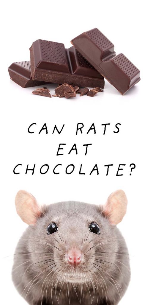 Can Rats Eat Chocolate? Can My Pet Rat Have Chocolate As A Treat?