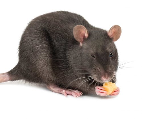 Rat Colors - The Amazing Array Of Wonderful Shades