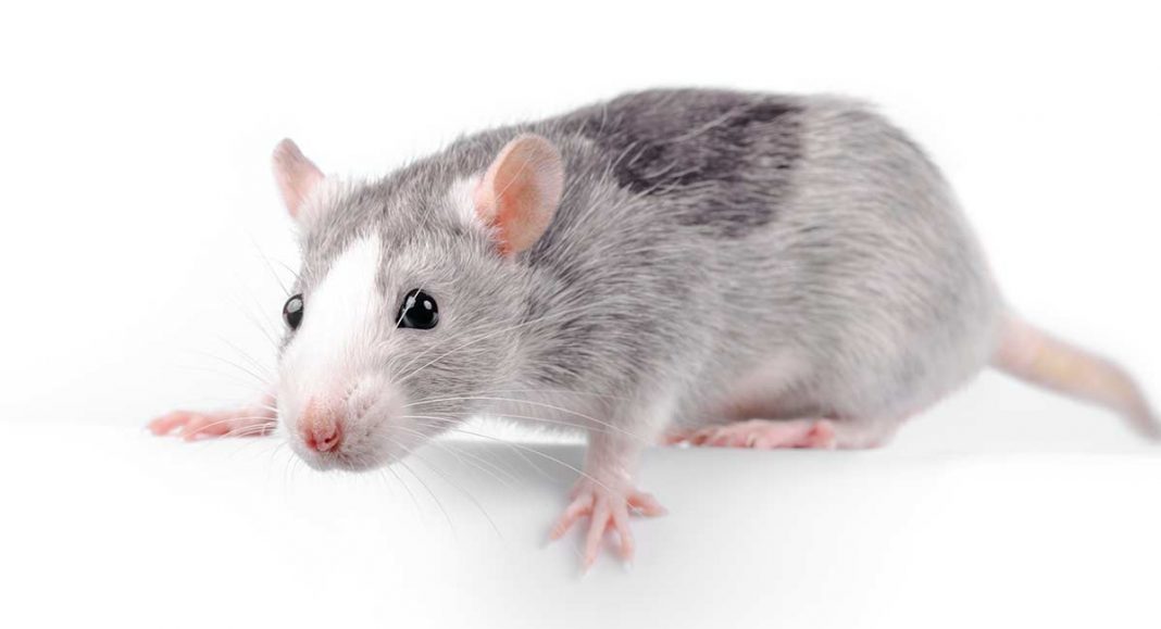 Rat Colors - The Amazing Array Of Wonderful Shades