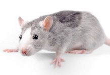 Baby Rats - Care and Development