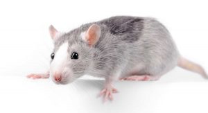 Rat Colors - The Amazing Array Of Wonderful Shades