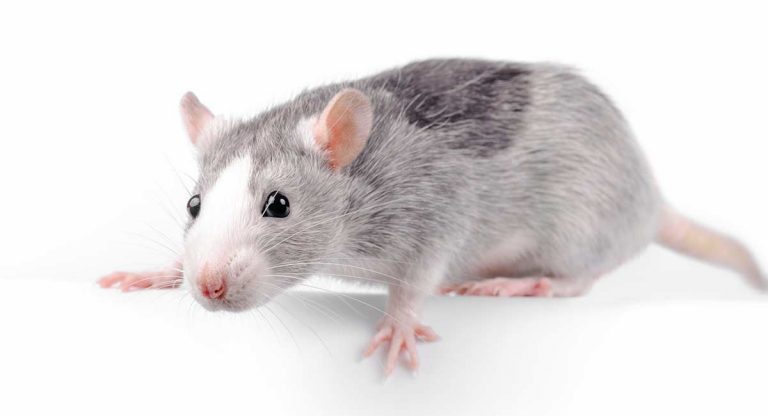 Rat Colors - The Amazing Array Of Wonderful Shades