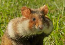 Hamster Breeds - Differences, Similarities, and Choosing the Best One