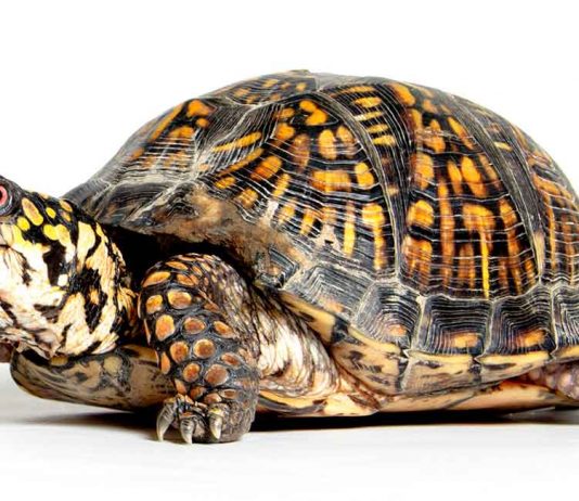 Turtles Archives - Squeaks and Nibbles