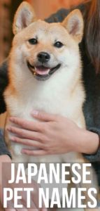 Japanese Pet Names - Amazing Pet Names Inspired By Japan