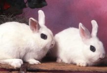 Dwarf Rabbits - A Complete Guide To The Smallest Bunny Breeds