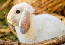 Long Haired Bunny - 14 Fluffy Breeds To Fall In Love With!
