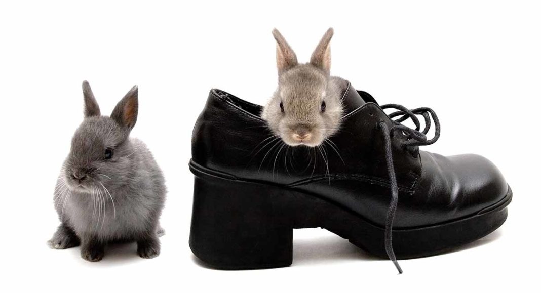 Netherland Dwarf Rabbit - A Complete Guide To A Tiny Breed