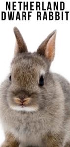 Netherland Dwarf Rabbit - A Complete Guide To A Tiny Breed