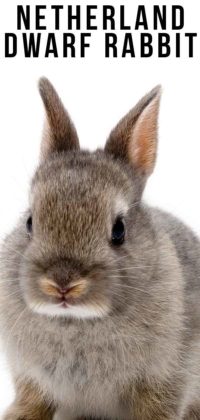 Netherland Dwarf Rabbit - A Complete Guide To A Tiny Breed