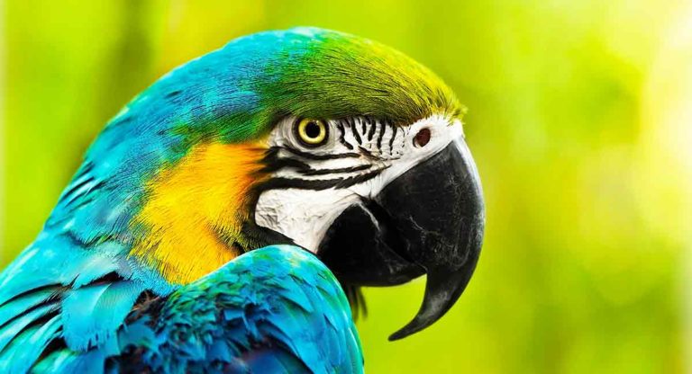 Parrot names – 300 ideas from Macaws to African Greys