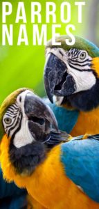 Parrot names – 300 ideas from Macaws to African Greys
