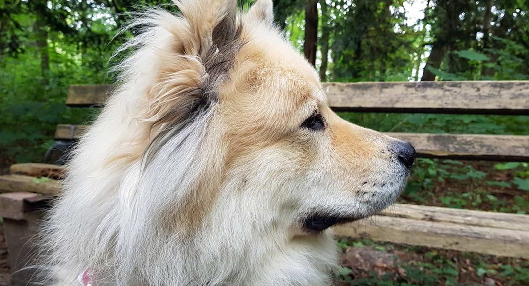 Chusky – The Chow Chow Siberian Husky Mix or Chowski