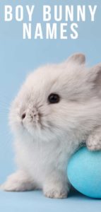Boy Bunny Names - 200 Brilliant Ways To Name Your Male Rabbit