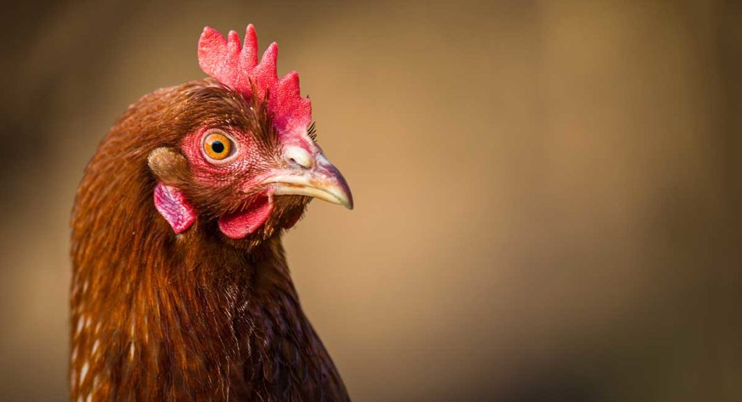 Nombres de pollo-220 ideas adorables para nombrar aves de corral ...