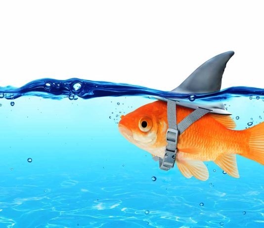 Exotics Archives - Squeaks and Nibbles