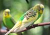 Parakeet Names – 350 Ideas For Naming Your Beautiful Bird