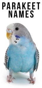 Parakeet Names – 350 Ideas For Naming Your Beautiful Bird