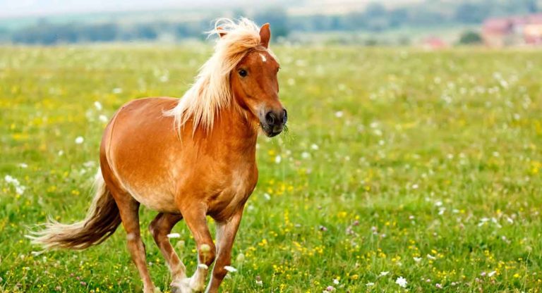 Pony Names - 360 Amazing Ideas For Naming Your Little Horse