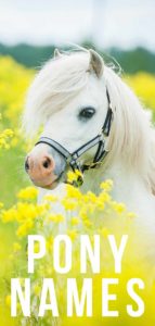 Pony Names - 360 Amazing Ideas For Naming Your Little Horse