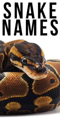 Snake Names - 300 Top Ideas for the World's Greatest Reptile