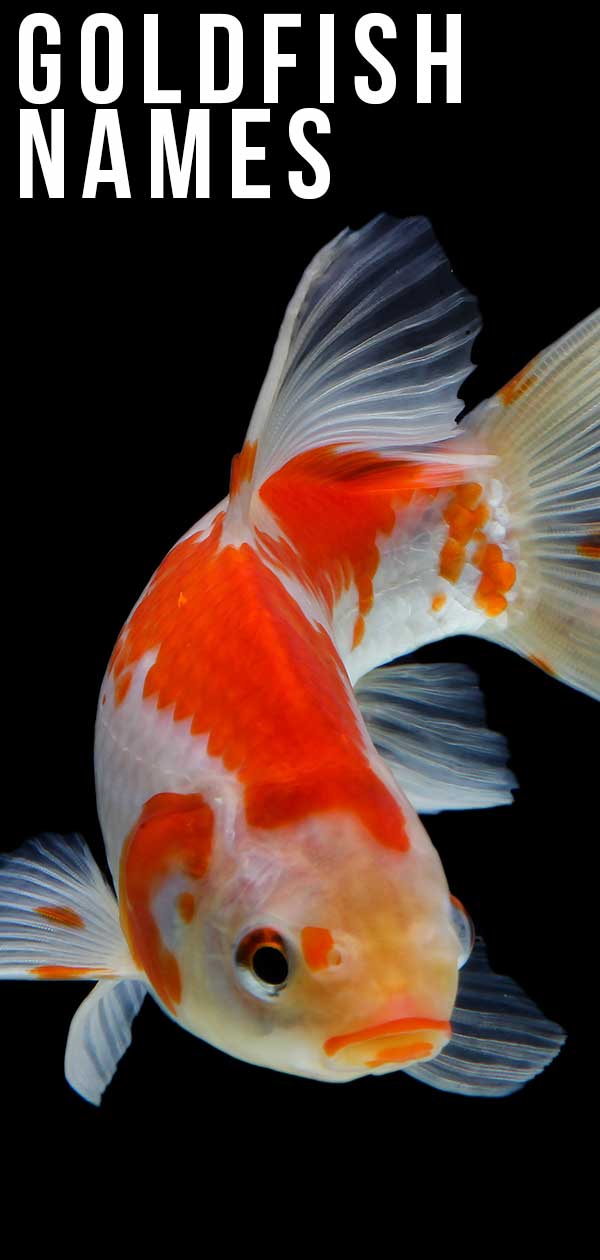 Goldfish Names 230 Awesome Ideas For Your Favorite Orange Fish