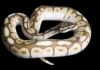 Ball Python Names - Over 300 Funny, Cool, And Cute Ideas
