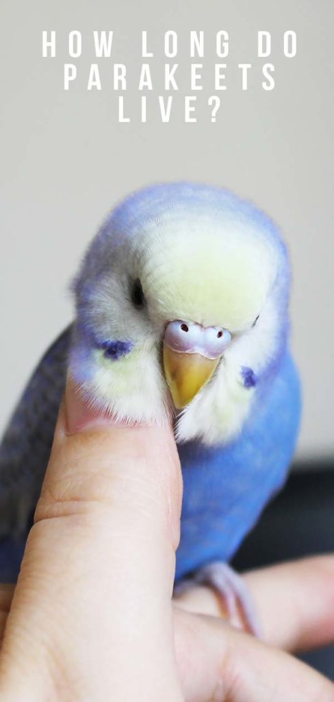 How Long Do Parakeets Live – What Is Their Average Lifespan?