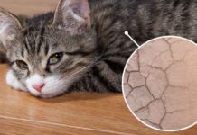 What Kind Of Cat Do I Have? A Guide To Identifying Cat Breeds