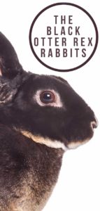 Black Otter Rex Rabbits - Is This Bunny Right for You?