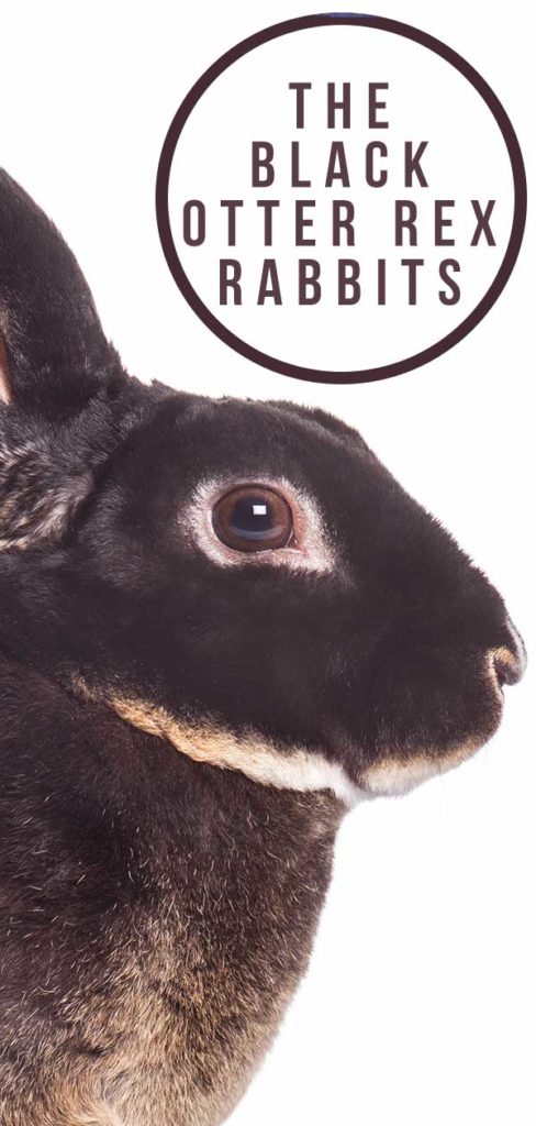 Black Otter Rex Rabbits - Is This Bunny Right for You?