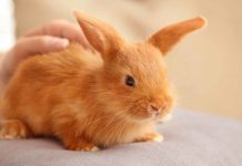 What Do Wild Rabbits Eat? A Guide To The Natural Wild Rabbit Diet